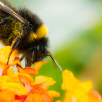 Comment attirer les insectes pollinisateurs au jardin ? Astuces Ecologie